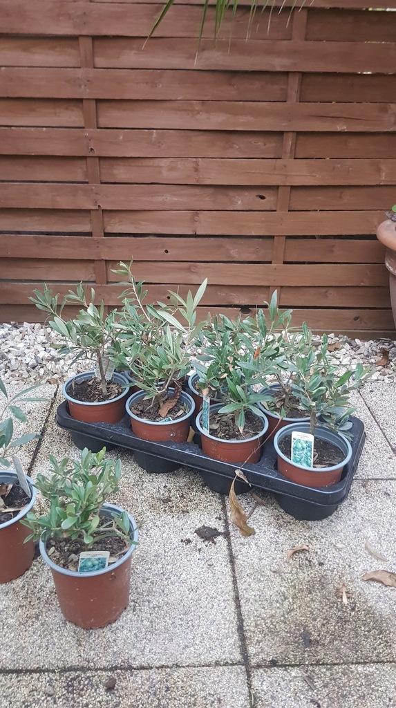 OLIWKA EUROPEJSKA DRZEWO OLIWNE OLEA 25-35cm - 12623690962 - oficjalne ...