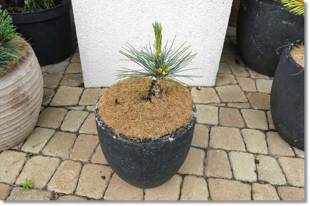 Pinus peuce 'Pacific Blue' - Unikat !!! - 12249852882 - oficjalne ...