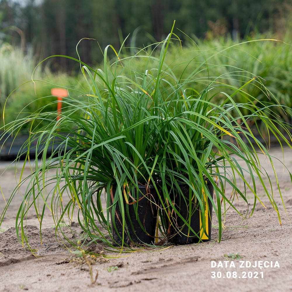 Turzyca oszimska Evergreen - 12439725997 - oficjalne archiwum Allegro
