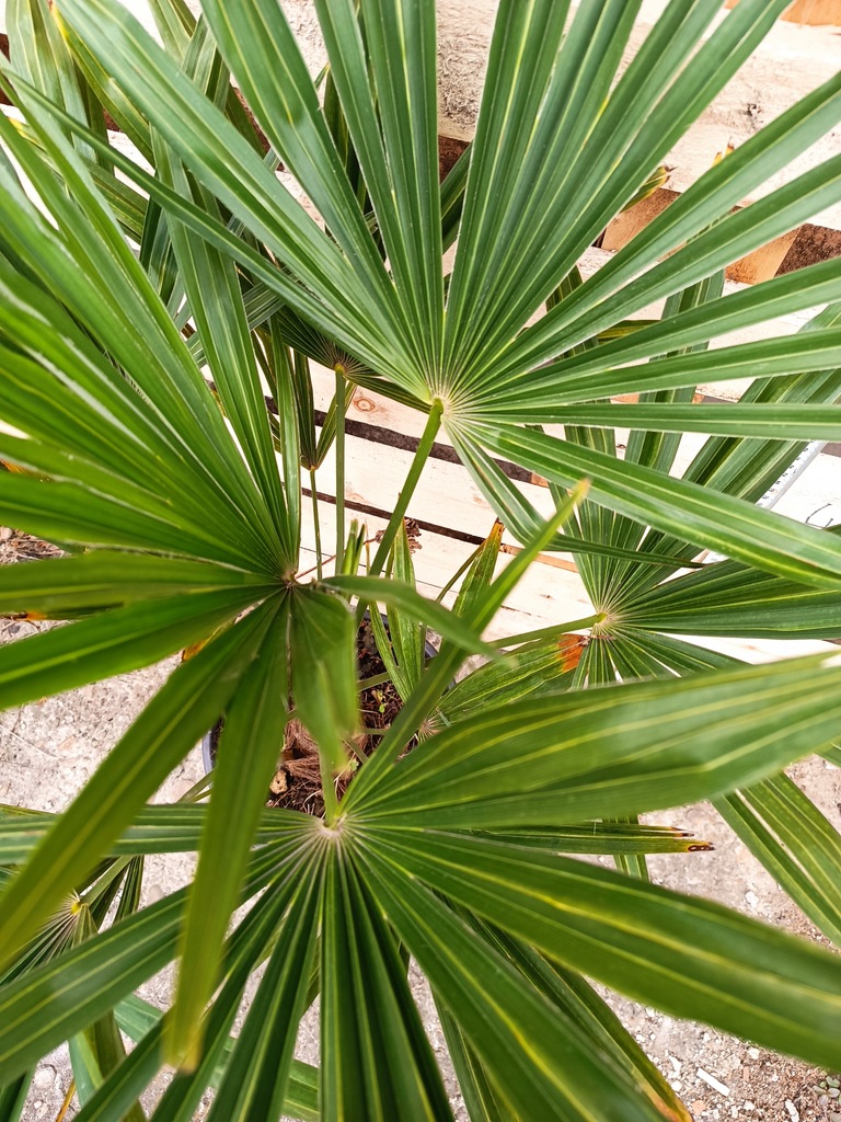 TRACHYCARPUS FORTUNEI palma mrozoodporna SZORSTKOWIEC Chamaerops ...