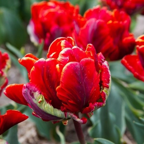 TULIPAN pełny papuzi ROCOCO DOUBLE 10szt. + GRATIS - 14238971587 ...