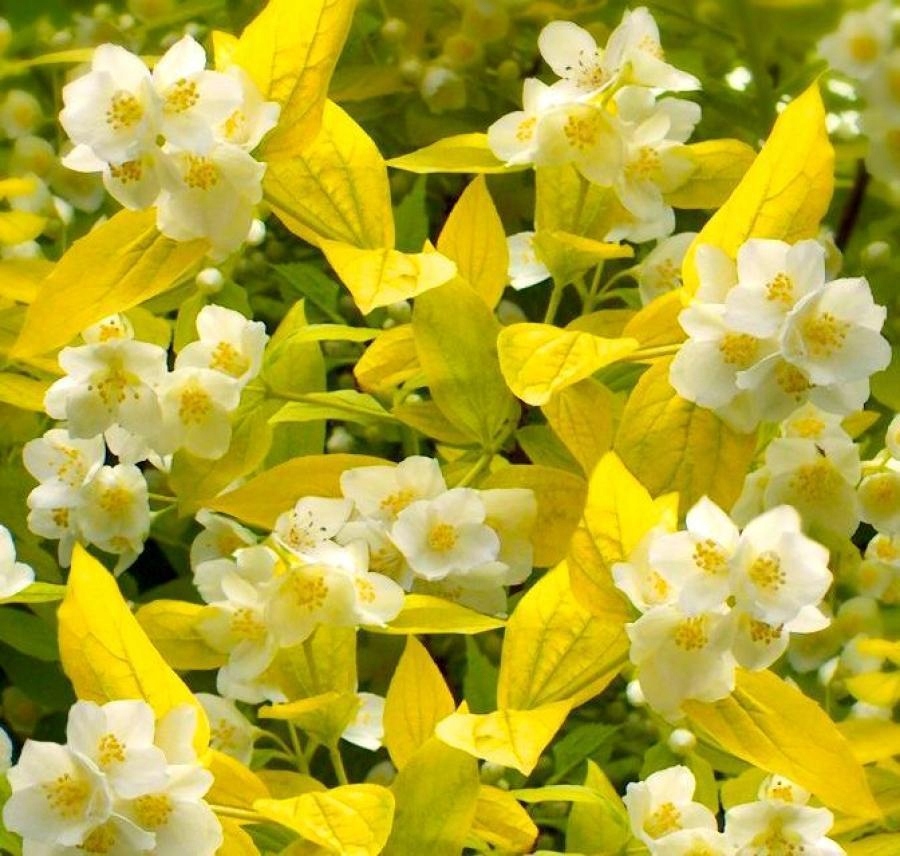 Jaśminowiec Yellow Hill intensywnie pachnący wielkie cytrynowe liście ...