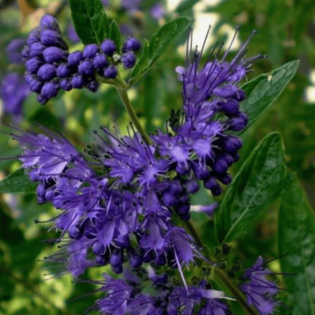 Barbula klandońska Kew Blue - 12423360715 - oficjalne archiwum Allegro