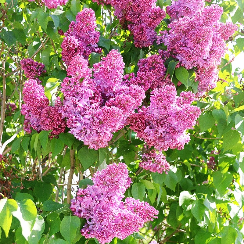 Lilak pospolity Oleg silnie różowy, PACHNIE - 13356922516 - oficjalne ...