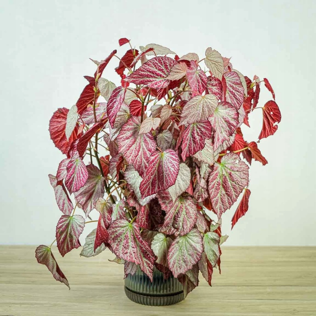 Begonia Two Face Sadzonka do ukorzenienia PIĘKNA - 14352883553 ...