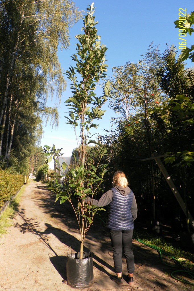 DĄB WAREA KINDRED SPIRIT (QUERCUS WAREI) KOLUMNOWY - 10996569817 ...