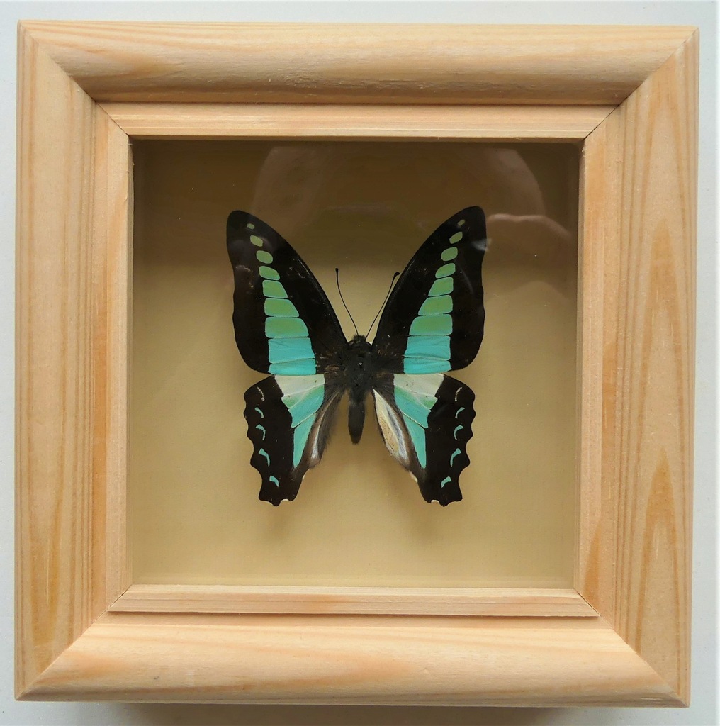 Motyl w gablotce Graphium milon . - 12807064181 - oficjalne archiwum ...