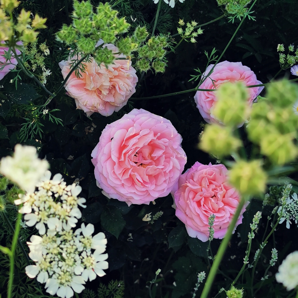 Orlaja Wielkokwiatowa - Orlaya Grandiflora NASIONA - 11101076324 ...