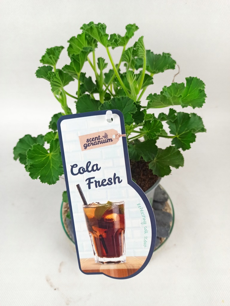 HITNowość Geranium Pelargonia Pachnąca Cola Fresh - 12055758123 ...