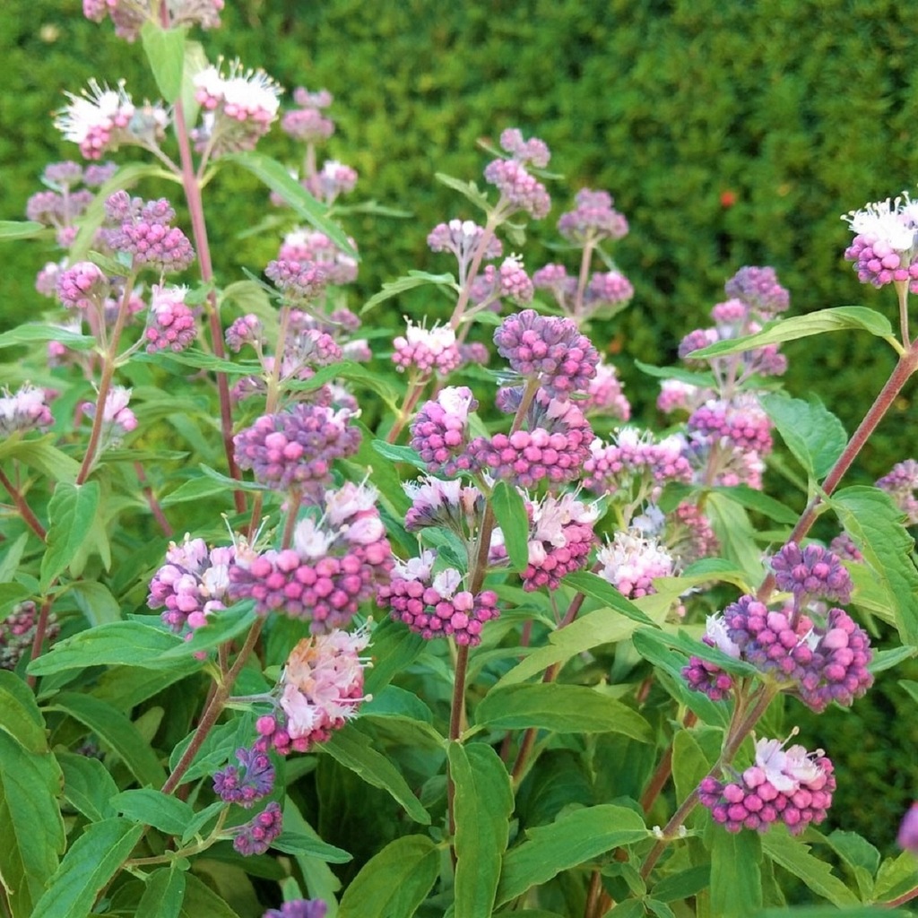 Barbula klandońska Stephi - 12423360558 - oficjalne archiwum Allegro