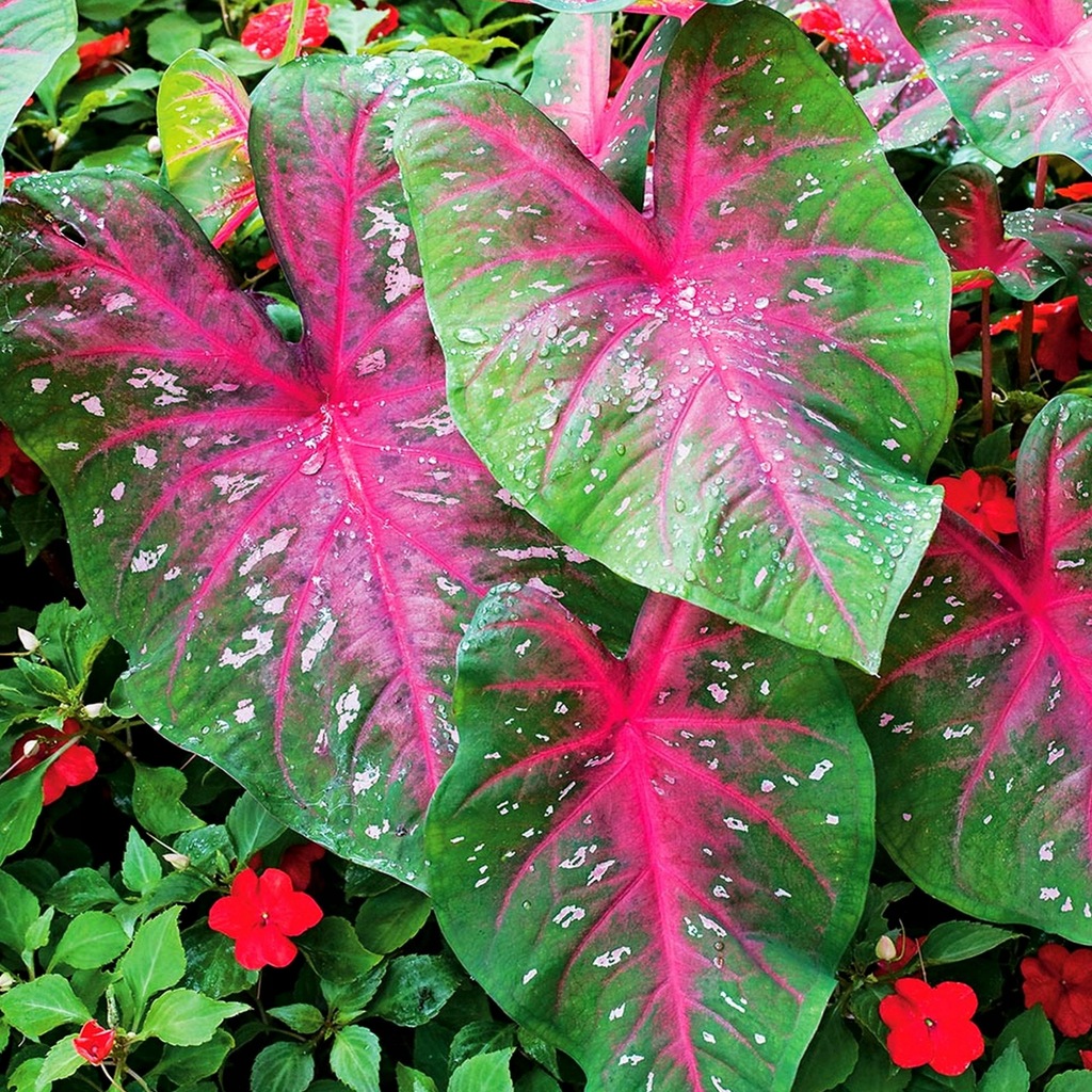 Caladium Kaladium Red Flash 1 szt Bulwa Sadzonka Ozdobne Kolorowe ...