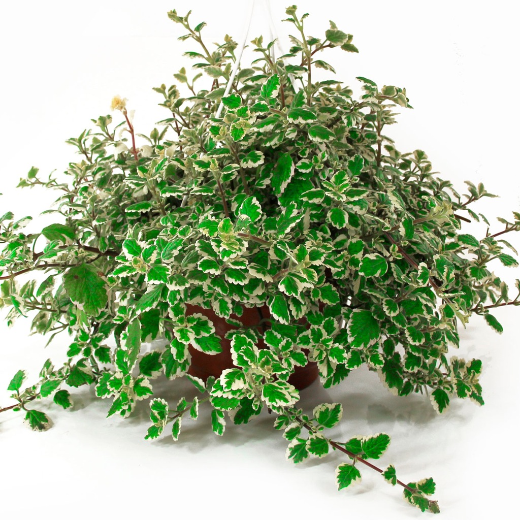 Plektrantus na Taras i Balkon KOMARZYCA Roślina - 13423324810 ...