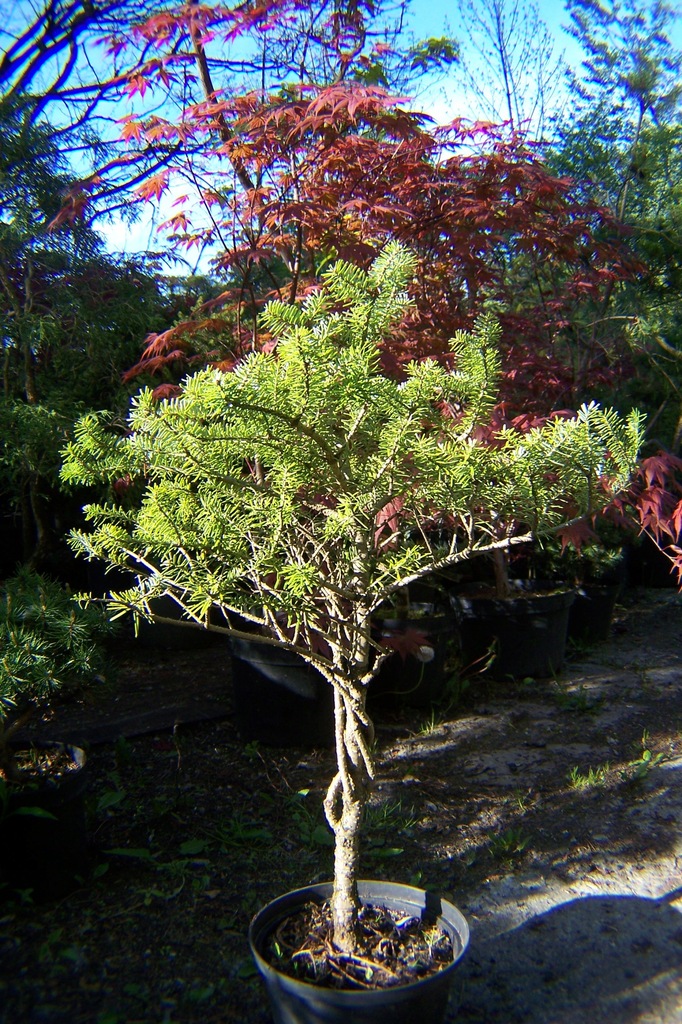 Jodła koreańska Oszi szczepiona mini na pniu inna - 13683061632 ...