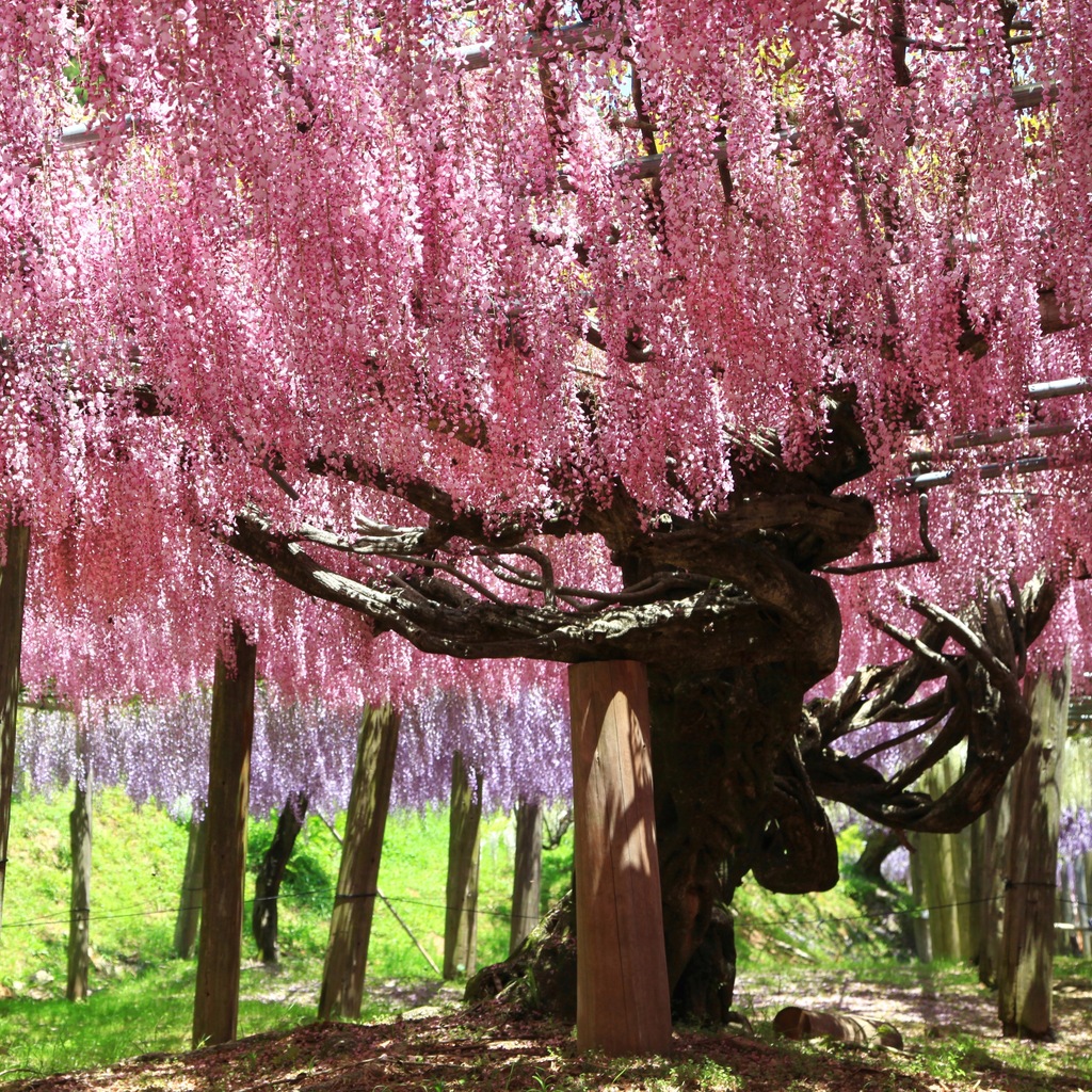 Glicynia chińska RÓŻOWA Wisteria sinensis - 13751506281 - oficjalne ...