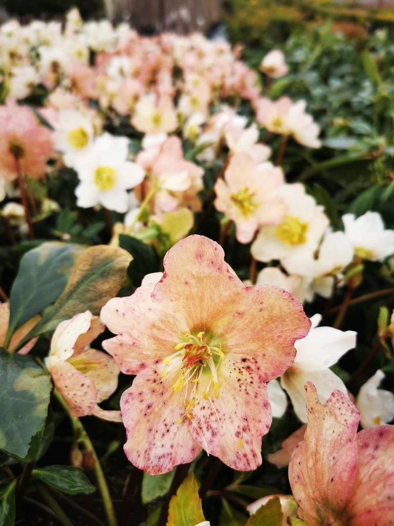 Ciemiernik biały TWH21 MARTHA z kwiatami, zmienia kolor - 15278514412 - oficjalne archiwum Allegro