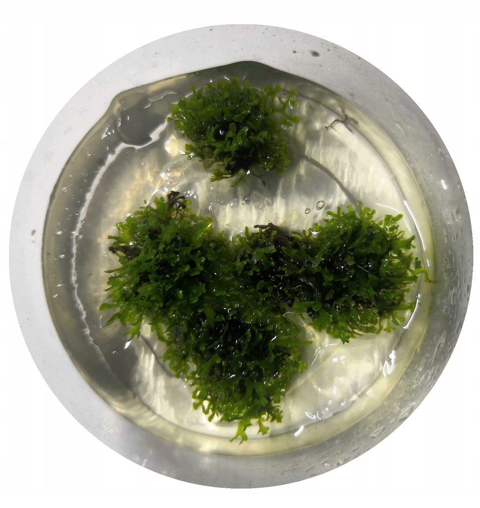 Mini Pellia - Riccardia chamedryfolia KUBEK 6CM - 13160825319 ...