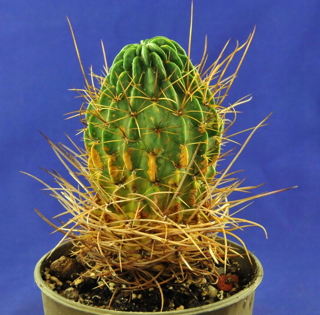 LOBIVIA PUGIONACANTHA ROSSII 9,6cm kaktus #8600 - 14234028028 ...