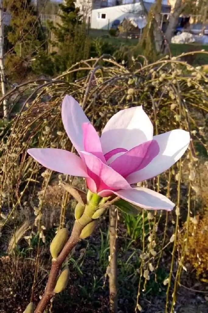 Magnolia BIG DUDE -5L- OLBRZYMIE DWUBARWNE KWIATY! - 13129580831 ...