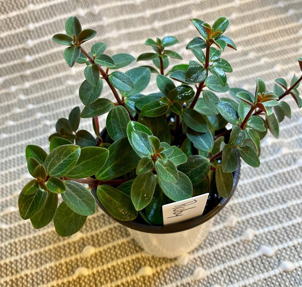 Peperomia Red Log Zielono Czerwona Zjawiskowa - 13290020047 - oficjalne ...