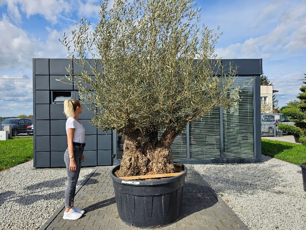 OLIWKA EUROPEJSKA DRZEWO OLIWNE OLEA EUROPEA BONSAI 1-24 - 15433785704 ...