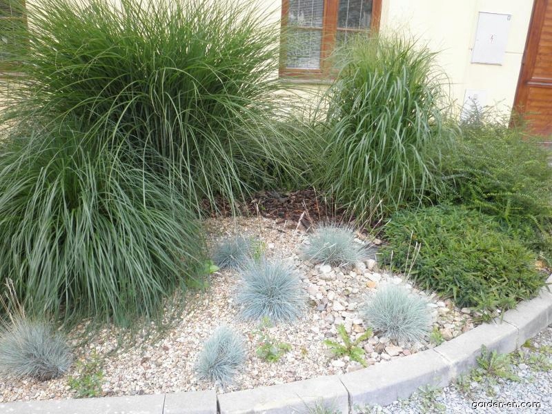 Trawa Stipa tenuifolia- ostnica mocna - 7760906073 - oficjalne archiwum ...