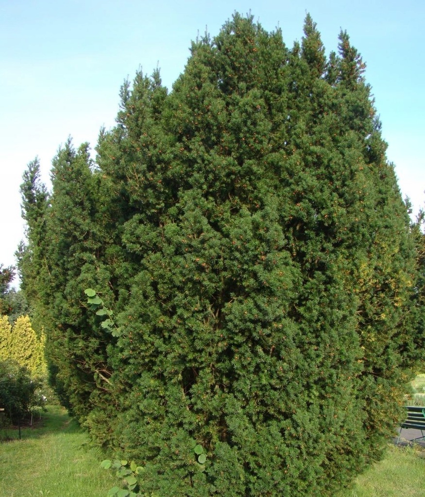Cis pospolity (Taxus baccata) - sadzonki 20-30 cm - 13528820596 ...
