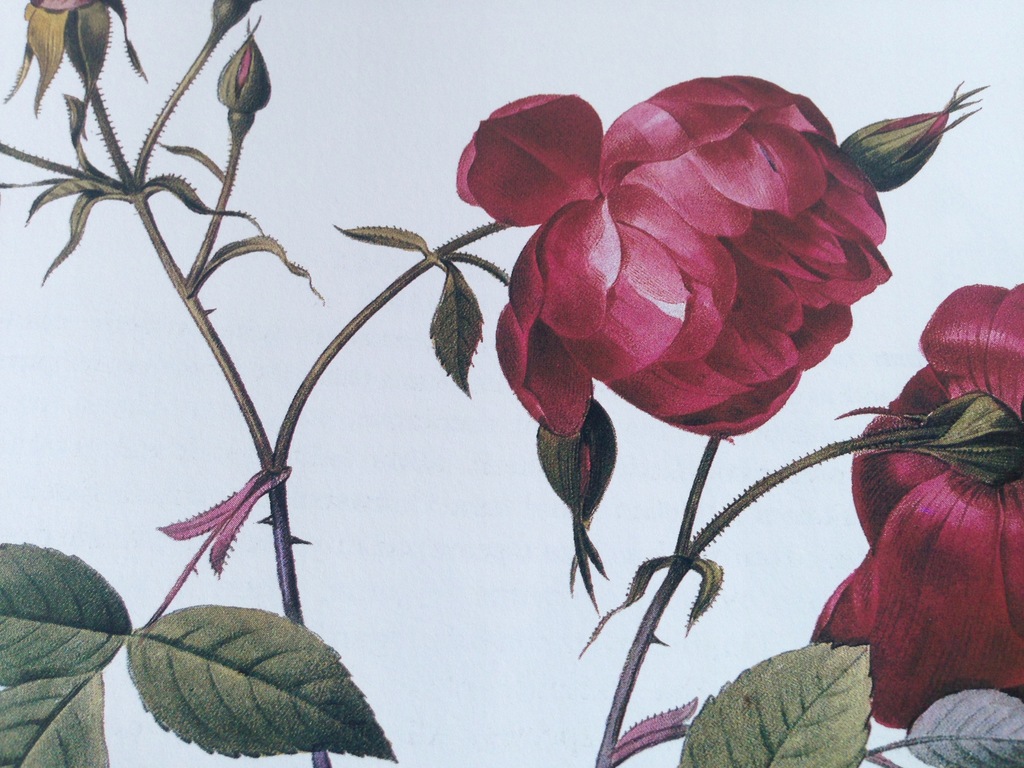 P.J. Redoute Redoute's Roses RÓŻE rzadki album! - 7693675620 ...