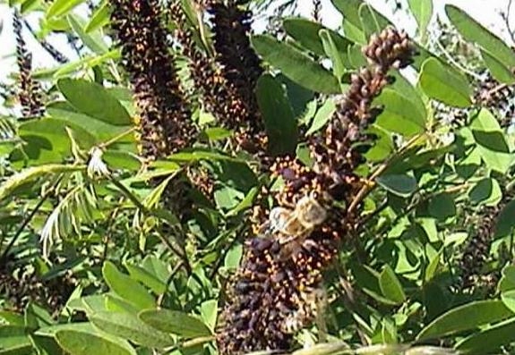 Amorfa krzewiasta MIODODAJNA sadzonki 10 sztuk - 12677661045 ...