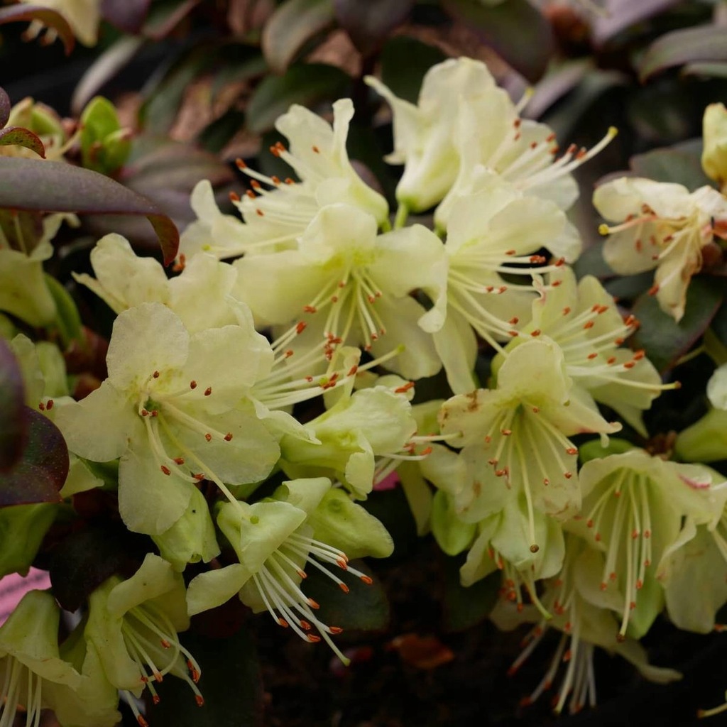 Rododendron karłowy drobnokwiatowy 'Patty Bee' - 12203796739 ...