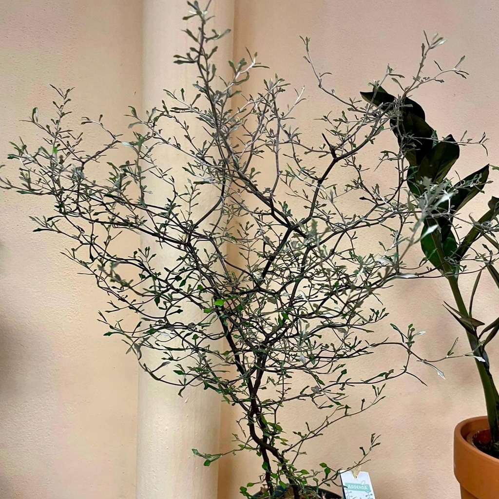 corokia cotoneaster - srebrne drzewko - 12648287253 - oficjalne ...