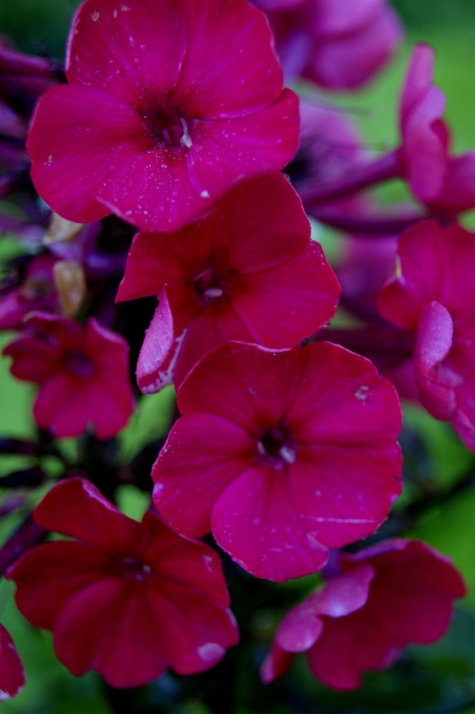 Phlox Floks Płomyk NADIA ciemny liść doniczka 2L - 13499309911 ...