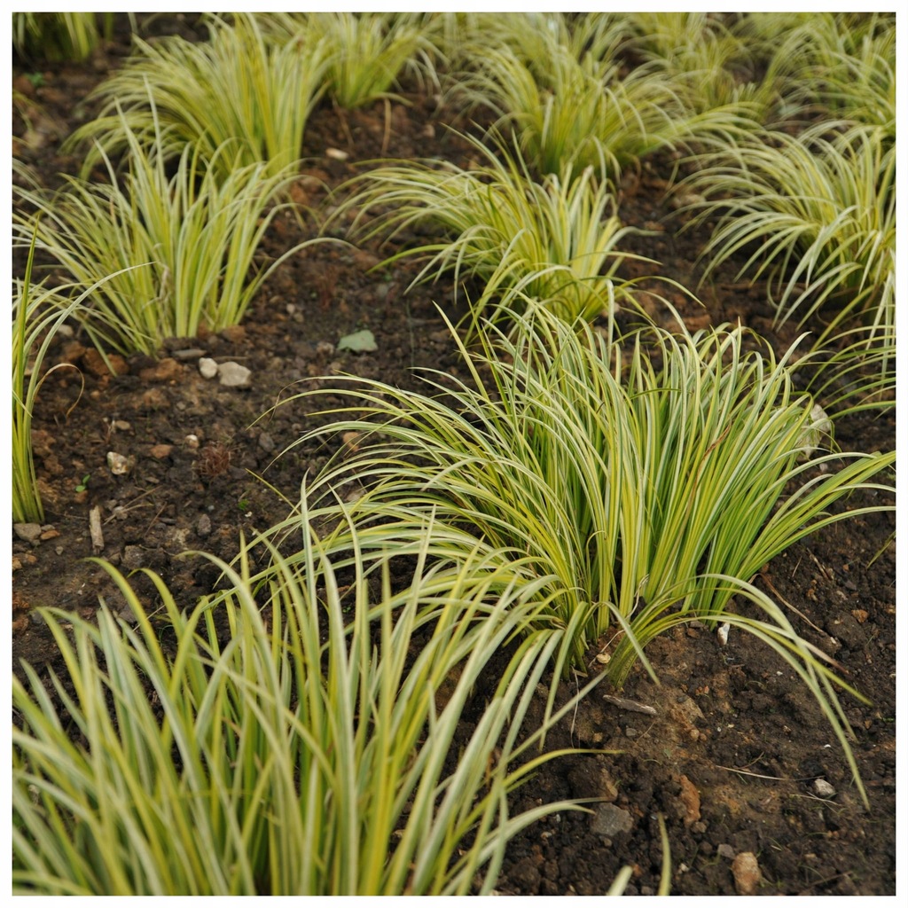 Turzyca Oszimska Everillo Limonkowa Mrozoodporna Sadzonka C2 35cm ...