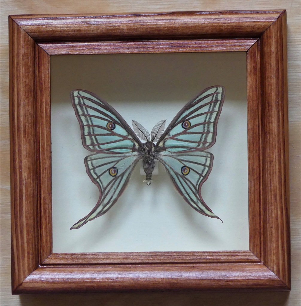 Motyl Graellsia isabellae samiec w gablocie !! - 9969319557 - oficjalne ... Motyl Graellsia isabellae samiec w gablocie !! - 9969319557 - oficjalne ...