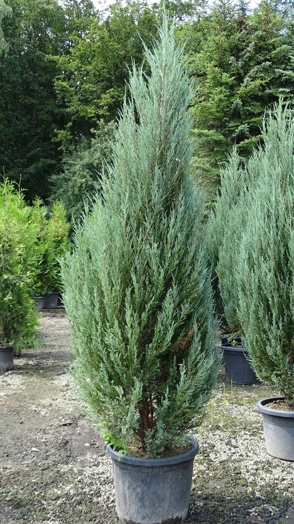 Jałowiec skalny Blue Arrow Juniperus scopulorum+GR - 8482449472 ...