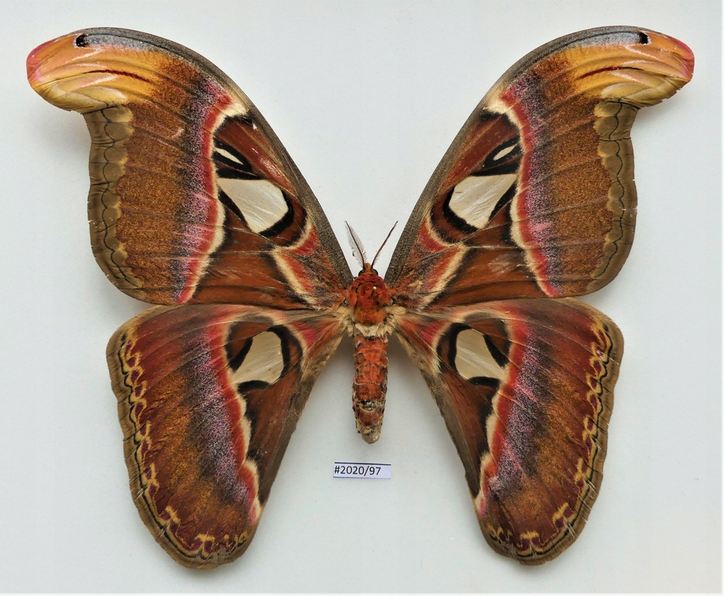 Motyl Attacus atlas samica 212mm. DUŻA !! - 12894150169 - oficjalne ...
