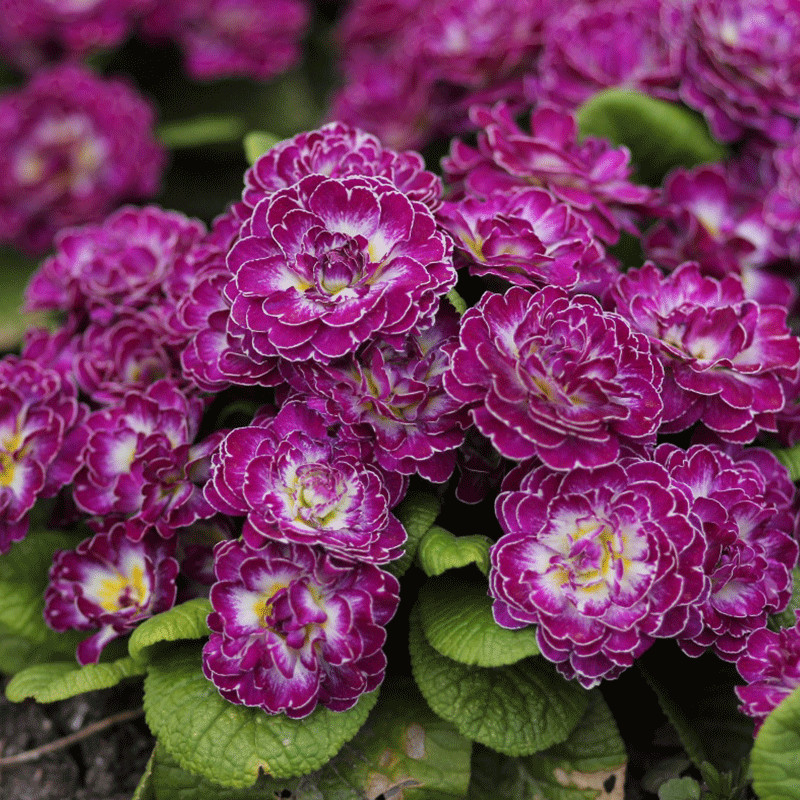 Pierwiosnek Belarina Candy Frost, Primula sadzonka - 12087905207 ...