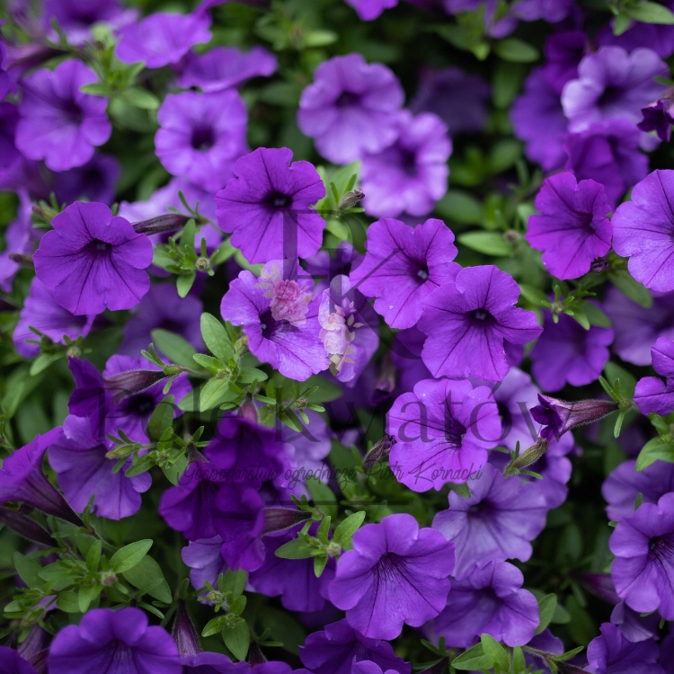 Surfinia SUPERTUNIA VISTA Mini Blue Violet - duża doniczka ⌀11 ...