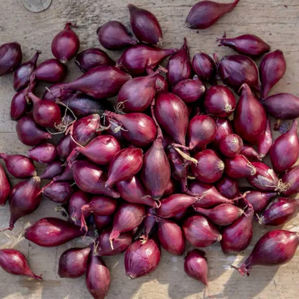 CEBULA DYMKA czerwona do sadzenia CEBULKA SMACZNA 250g - 15083864980 ...