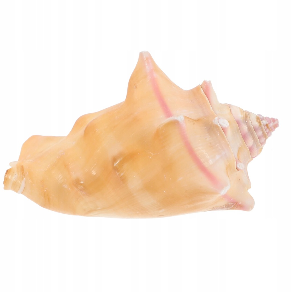 Conch Shell Specimen Snail Rose - 13585320730 - oficjalne archiwum Allegro