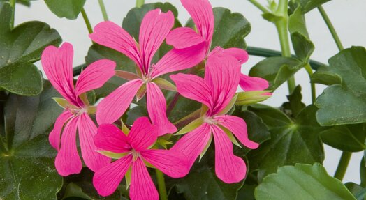 Pelargonia kaskadowa, zwisająca długa Balcon Shocking - sadzonka ...