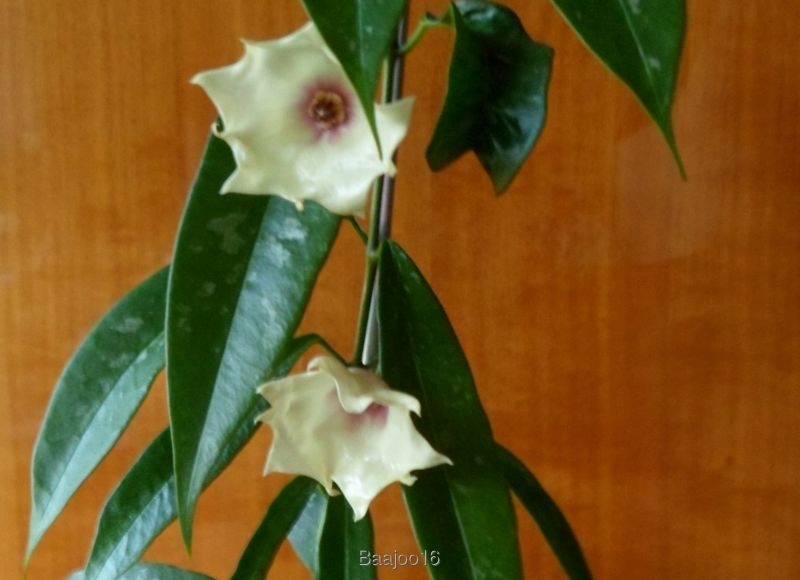 Hoya mappigera Peninsula Malaysia pink corona - 12368172846 - oficjalne ...