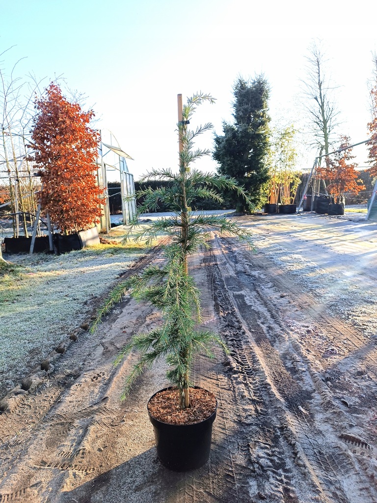 Cedr himalajski VINK'S GOLDEN zimozielony 5l - 17257385942 - oficjalne ...