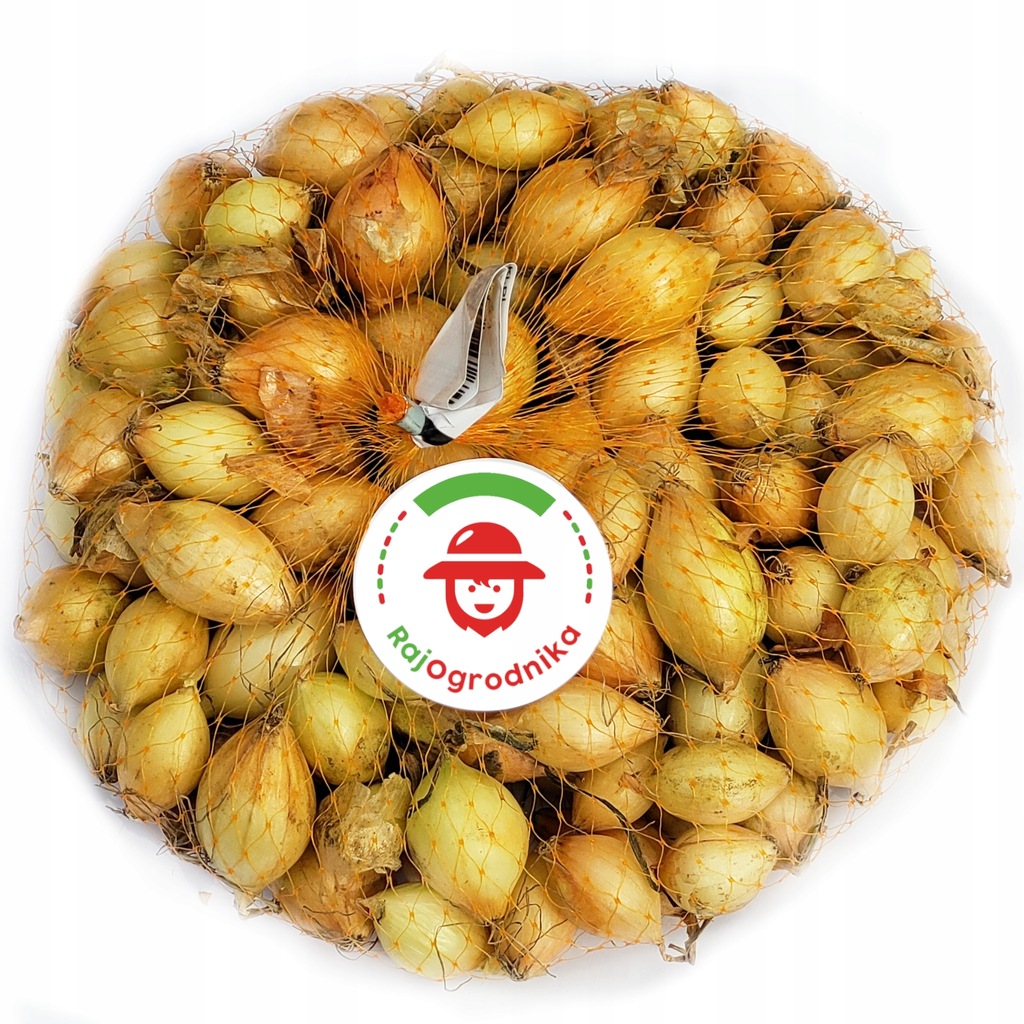 CEBULA DYMKA Zimowa Senshyu Yello Zimująca 500g - 14191253893 ...