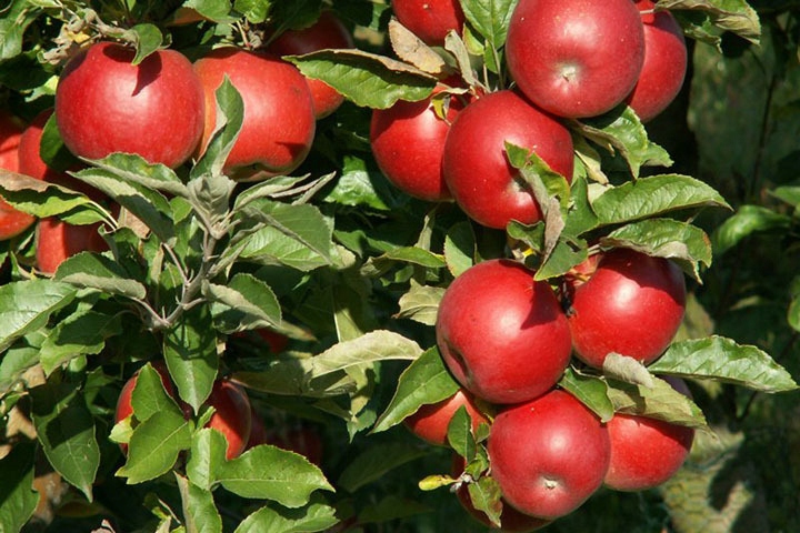 JABŁOŃ IDARED SŁODKO-KWAŚNE SOCZYSTE JABŁKA GR - 12004192742 ...