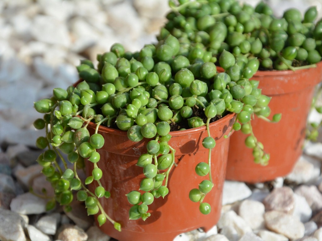 Starzec Rowleya perełki sadzonka P8 roślina domowa - 12726048569 ...