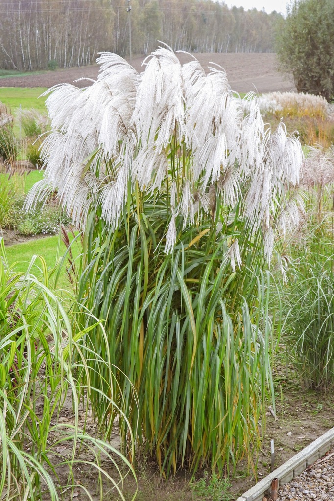 Miskant chiński MEMORY - 12331442903 - oficjalne archiwum Allegro