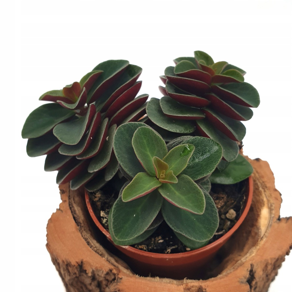 Peperomia verticillata 'Red Log' rozm.S - wiwarium - 11431686657 ...