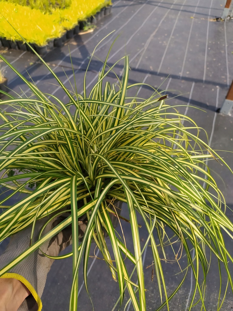 TURZYCA PTASIE ŁAPKI 'VARIEGATA' piękna sadzonk C2 - 10890216463 ...