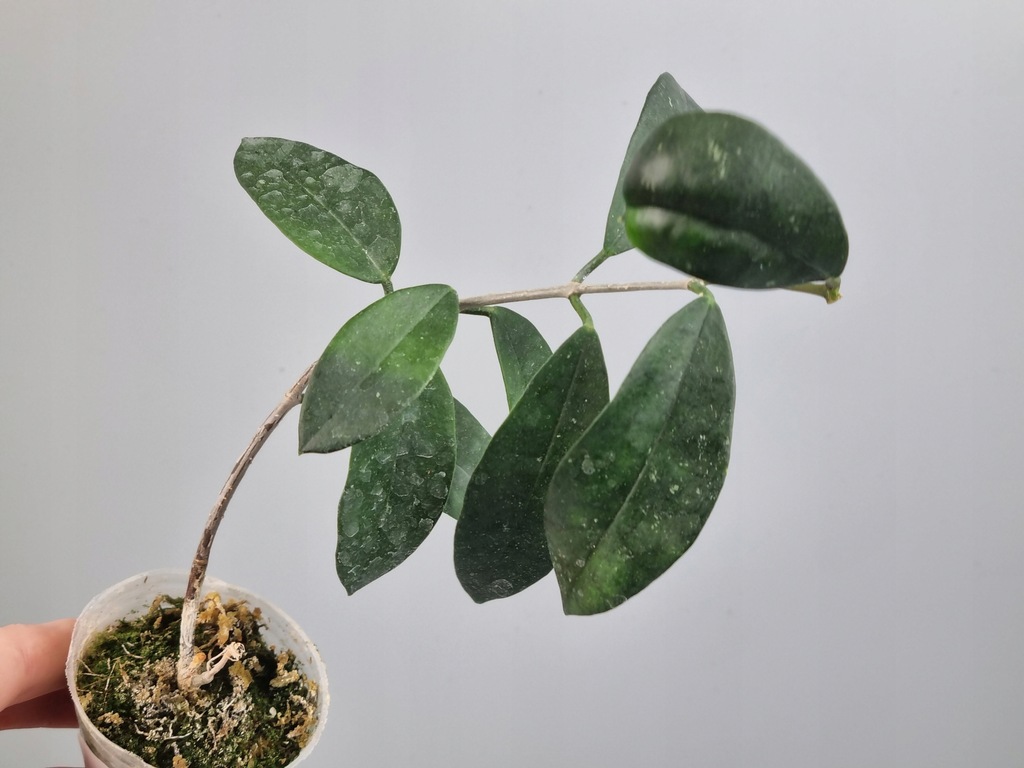 Hoja Hoya graveolens / oblongacutifolia II gatunek - 13536106938 - oficjalne archiwum Allegro