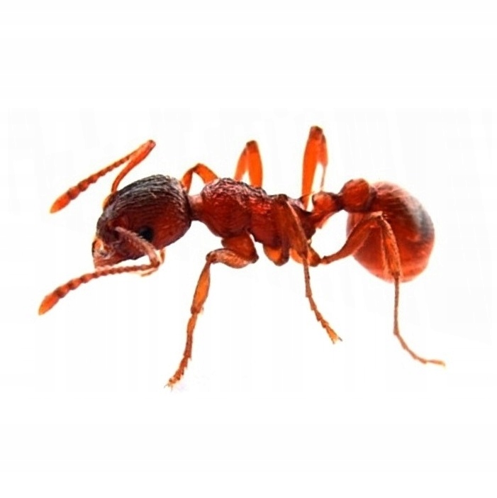 Mrówki Myrmica rubra Q + 150-200 robotnic - 14034708255 - oficjalne ...